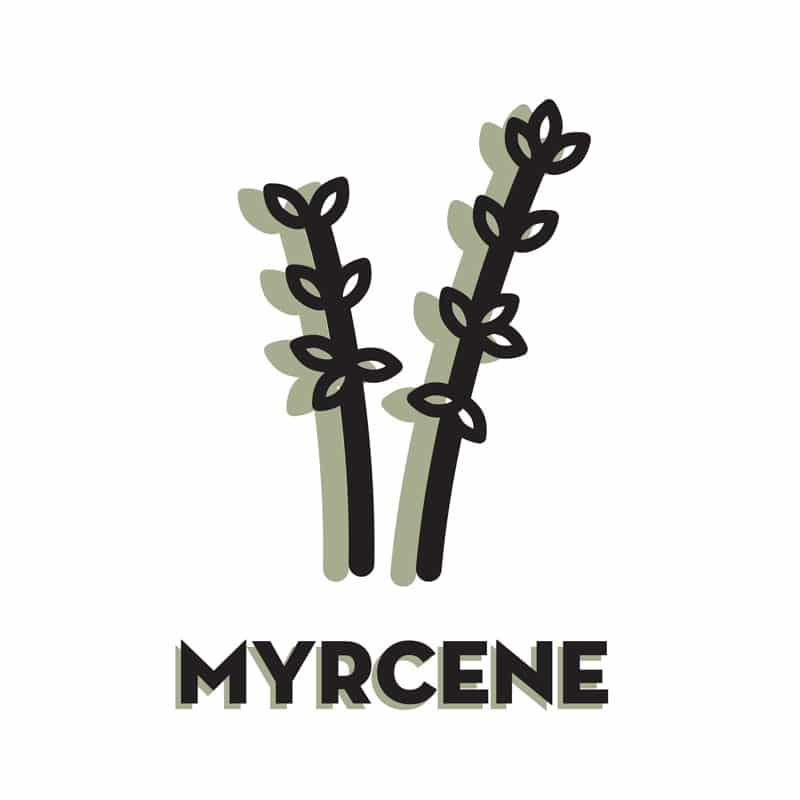 The Five Most Common Terpenes and Their Effects | Canavape